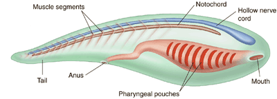 Chordata | Animal Classification Project Wiki | Fandom