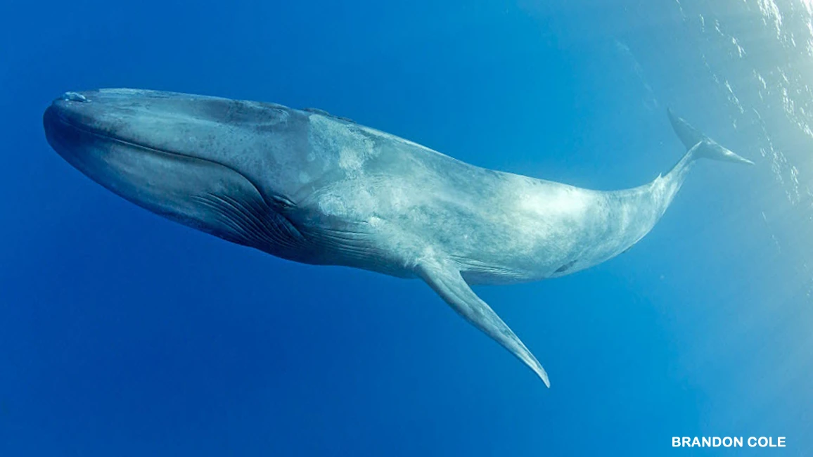 Blue whale | Animal Crossing Fan Wiki | Fandom