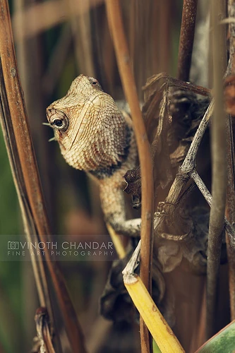 Lizard | Animal Crossing Fan Wiki | Fandom