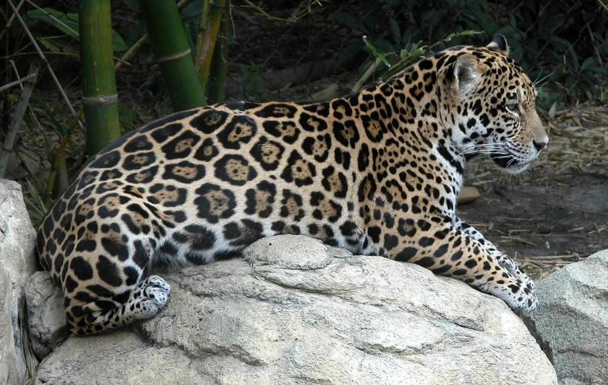 Jaguars | Animal Education Wiki | Fandom