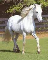 Mollie | Animal Farm Character Wiki | Fandom