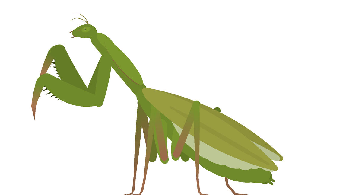 Giant Praying Mantis | Animal Great Battle Simulator Wiki | Fandom Giant Praying Mantis | Animal Great Battle Simulator Wiki | Fandom