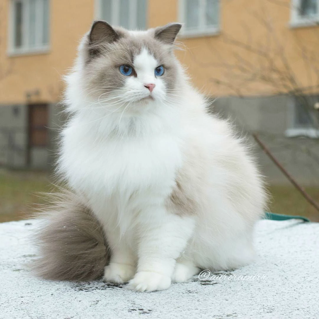 User blog:CoconutMacaroon/saint | Animal Groups Roleplay Wiki | Fandom