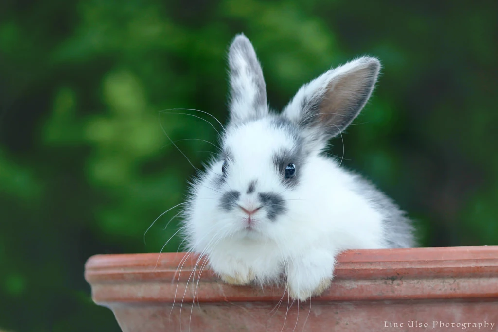 User blog:Luckymonkey56 AJ/Lina | Animal Groups Roleplay Wiki | Fandom