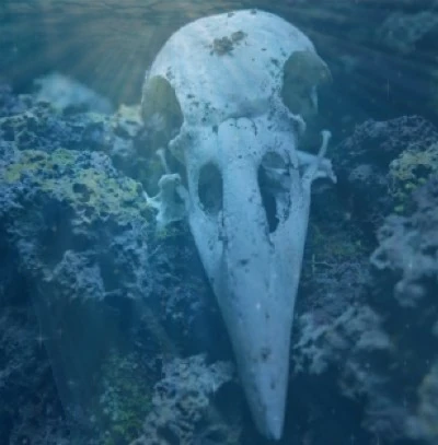 User blog:Hologirlys/Skull wip | Animal Groups Roleplay Wiki | Fandom