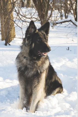 User blog:Struum/Dahlia (Oc) | Animal Groups Roleplay Wiki | Fandom