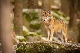 Silas | Animal Groups Roleplay Wiki | Fandom