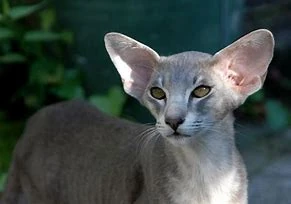 User blog:Flash paw/GraceWing page | Animal Groups Roleplay Wiki | Fandom