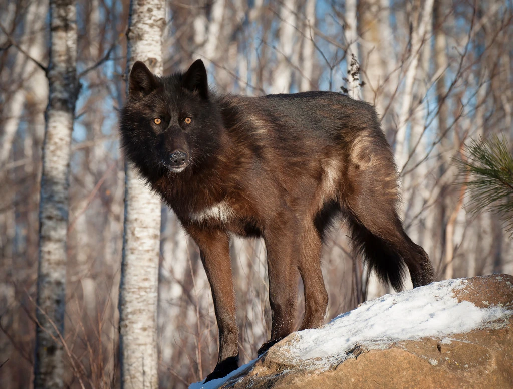 User blog:Willowhound03/Atlas | Animal Groups Roleplay Wiki | Fandom