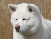 Gou | Animal Groups Roleplay Wiki | Fandom