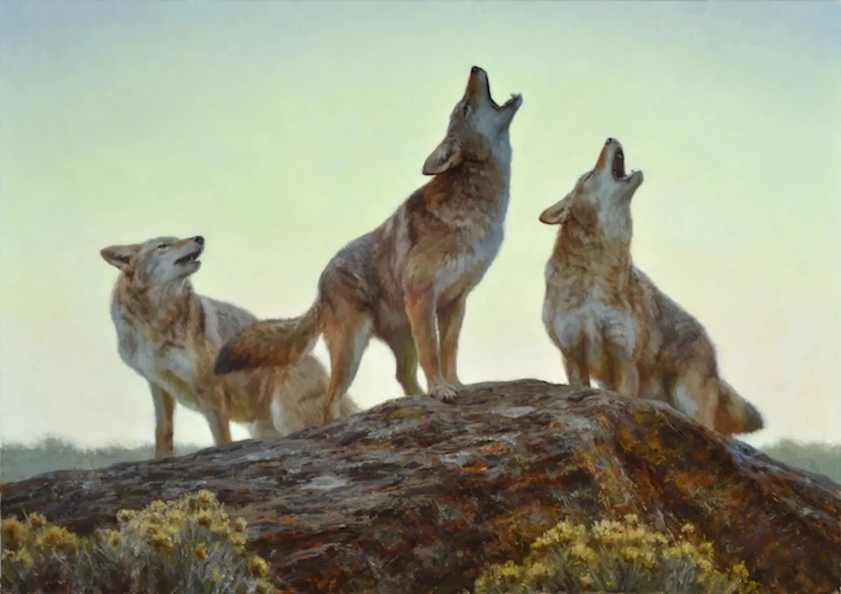 User blog:Grizzabella/sandbox - coyotestep | Animal Groups Roleplay ...