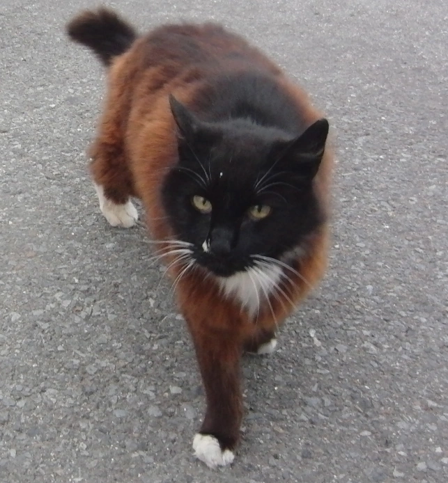 User blog:デプレッション/Jinx | Animal Groups Roleplay Wiki | Fandom