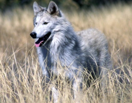 User blog:Gravity.exe/Star Struck | Animal Groups Roleplay Wiki | Fandom