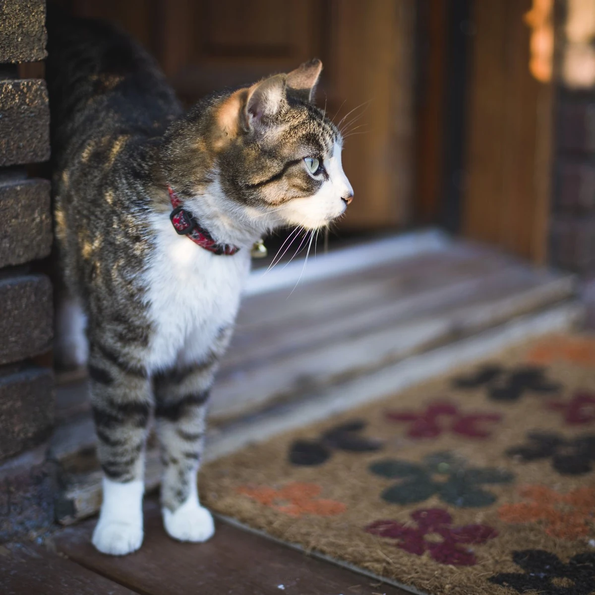 User blog:Le1LeOnlyFerret/Cody | Animal Groups Roleplay Wiki | Fandom