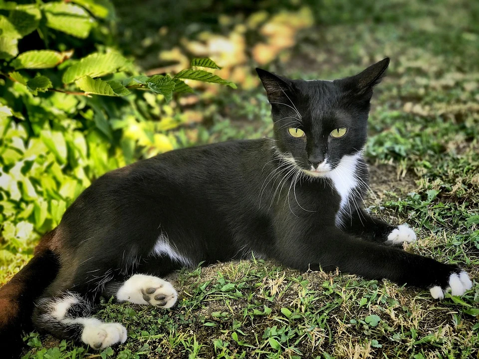 User blog:Lukewalker2002/Nightwing | Animal Groups Roleplay Wiki | Fandom