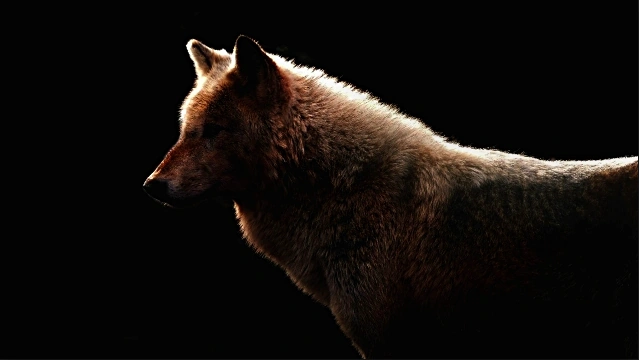 User blog:Reasonings/Gore | Animal Groups Roleplay Wiki | Fandom