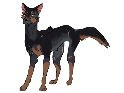 User blog:Midwestly/Nemo | Animal Groups Roleplay Wiki | Fandom
