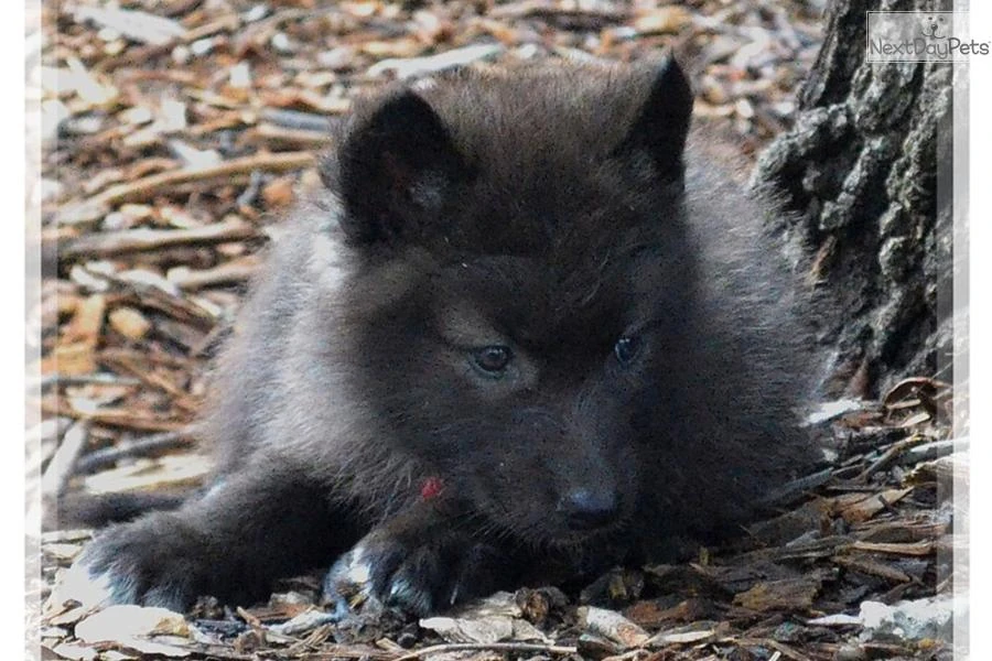 Black Wolf Dog Puppies