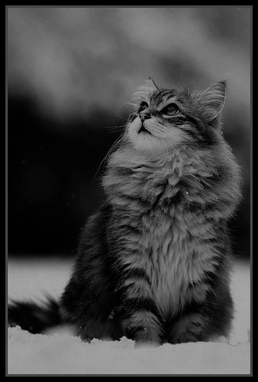 User blog:SkeletonAdidas/Incan | Animal Groups Roleplay Wiki | Fandom