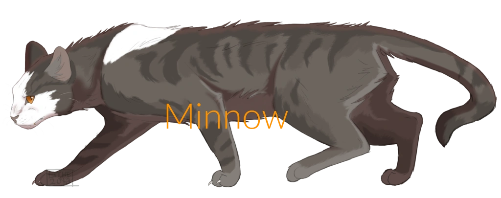 Minnow | Animal Groups Roleplay Stories Wiki | Fandom