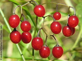 Deathberries | Animal Groups Roleplay Stories Wiki | Fandom