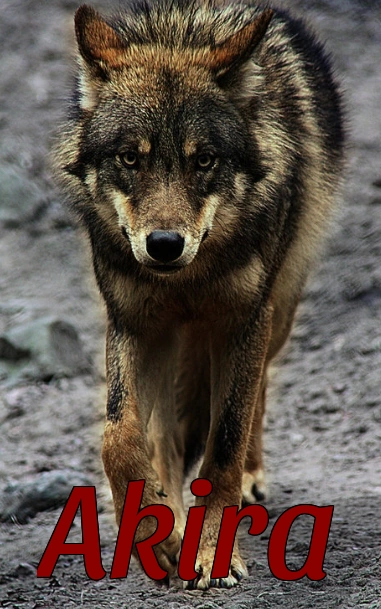 Akira's Darkness | Animal Groups Roleplay Stories Wiki | Fandom