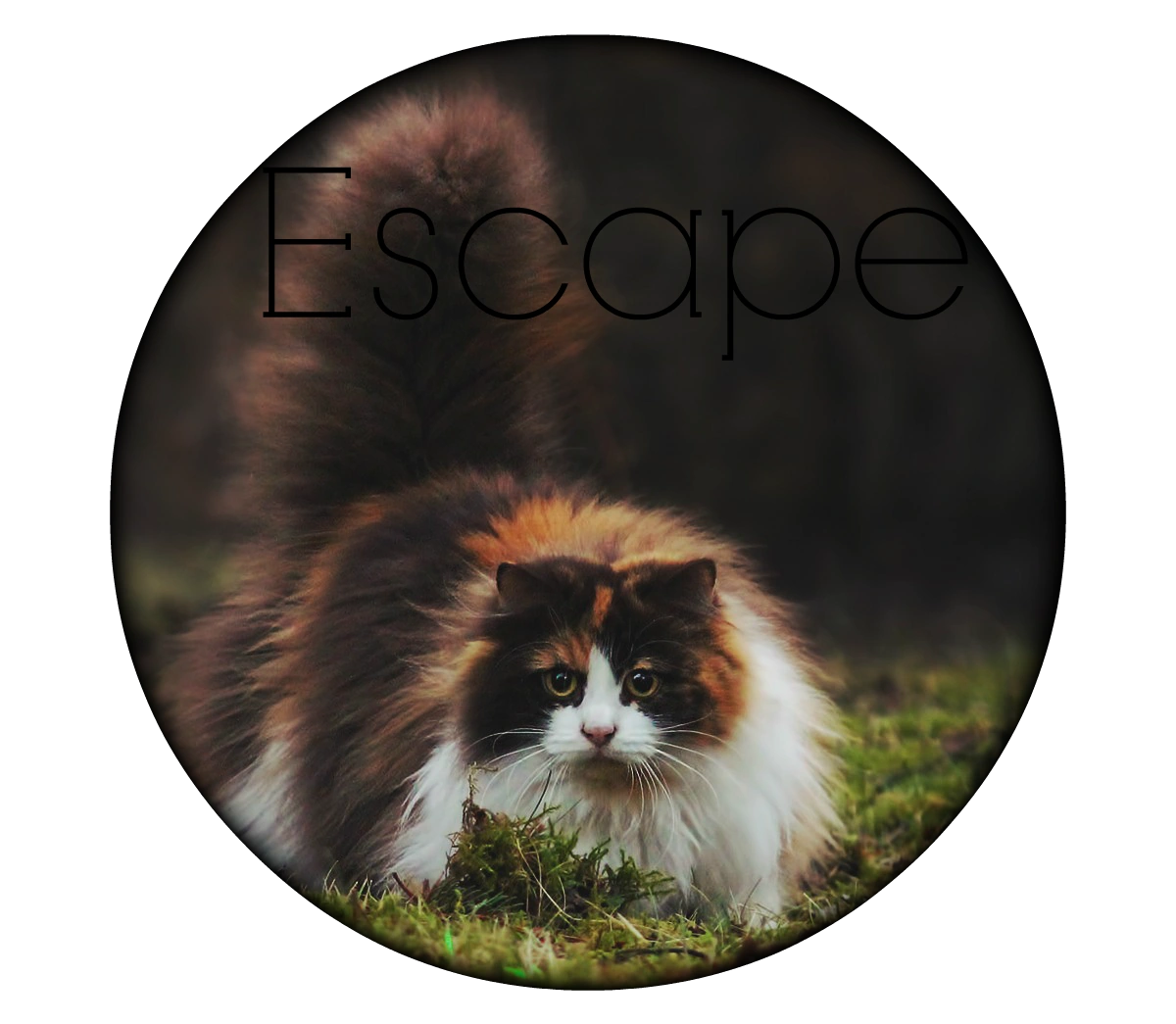 Escape | Animal Groups Roleplay Stories Wiki | Fandom
