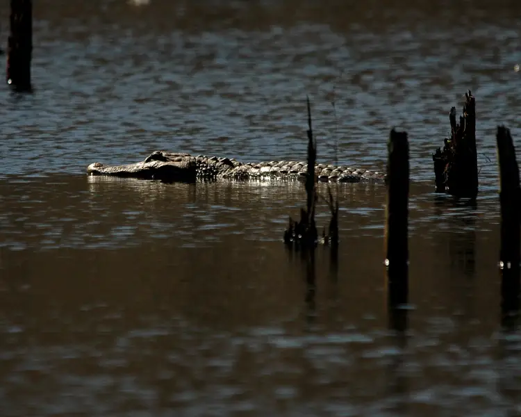 American Alligator | Animal Kingdom Wiki | Fandom