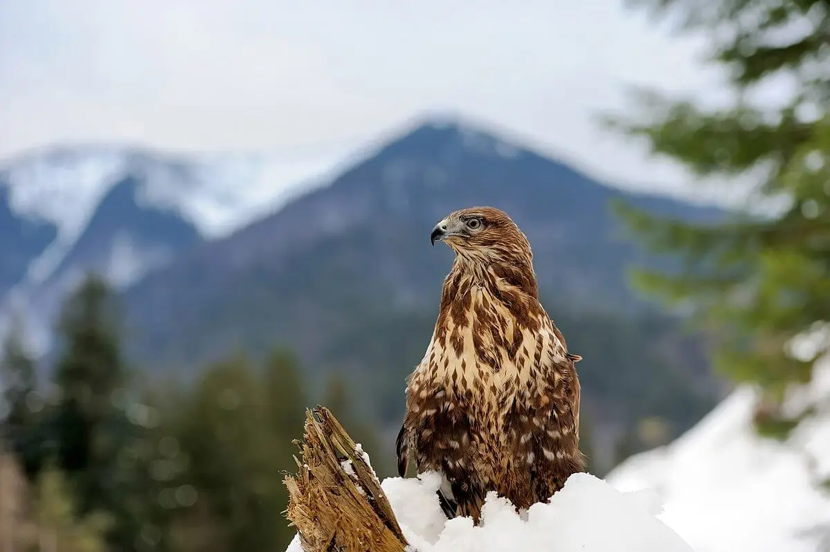 Common Buzzard | Animal Kingdom Wiki | Fandom