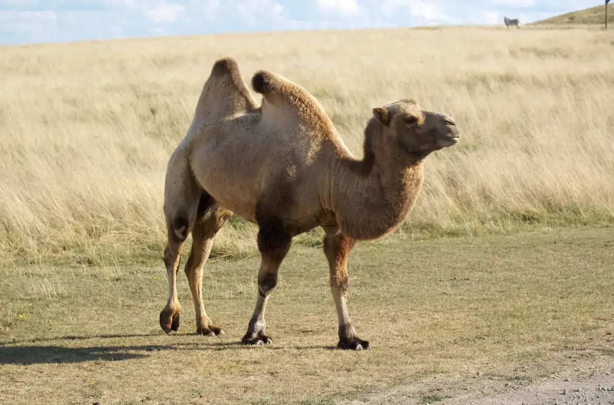 Bactrian Camel | Animal Kingdom Wiki | Fandom