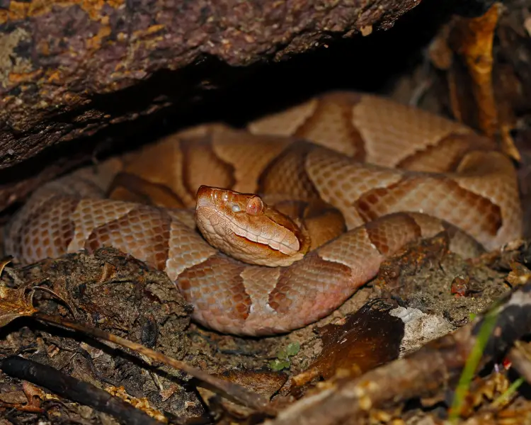Copperhead | Animal Kingdom Wiki | Fandom