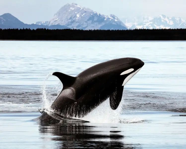 Killer Whale | Animal Kingdom Wiki | Fandom