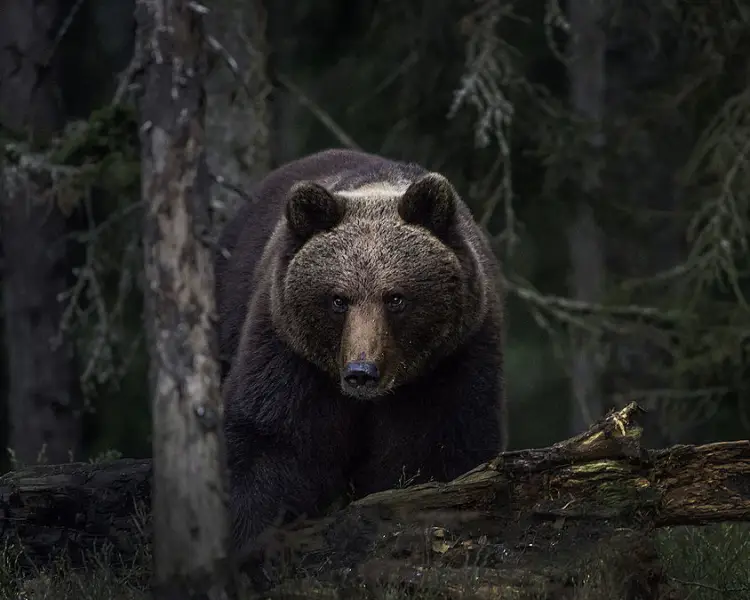Brown Bear | Animal Kingdom Wiki | Fandom