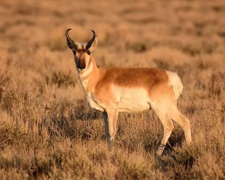 Pronghorn | Animal Kingdom Wiki | Fandom
