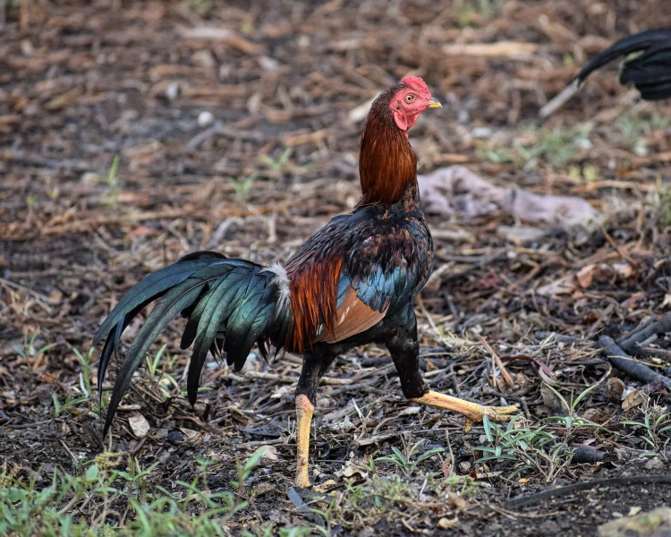 Chicken | Animal Kingdom Wiki | Fandom