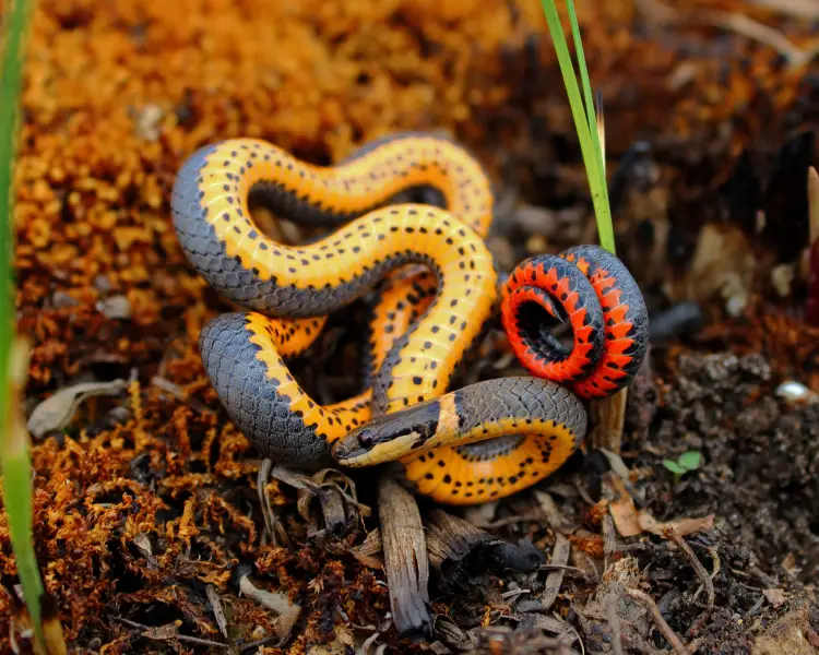 Ring-Necked Snake | Animal Kingdom Wiki | Fandom