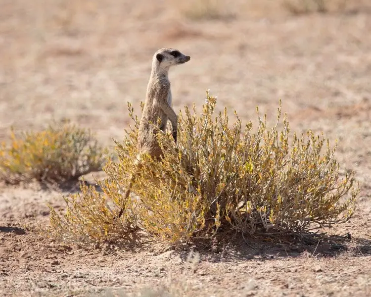 Meerkat | Animal Kingdom Wiki | Fandom