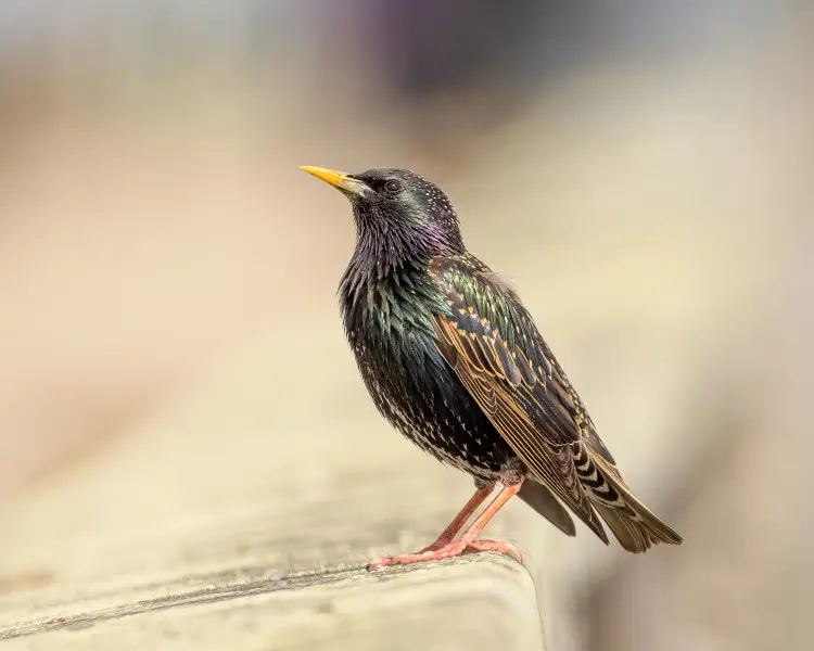 Common Starling | Animal Kingdom Wiki | Fandom