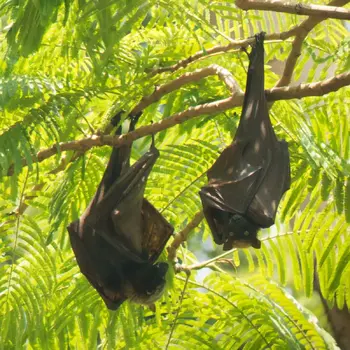 Giant Golden-Crowned Flying Fox | Animal Kingdom Wiki | Fandom