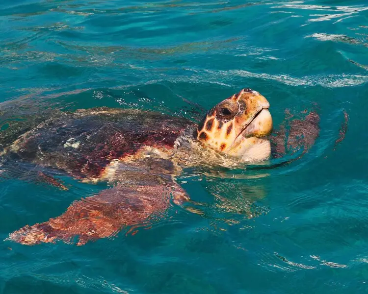 Loggerhead Sea Turtle | Animal Kingdom Wiki | Fandom