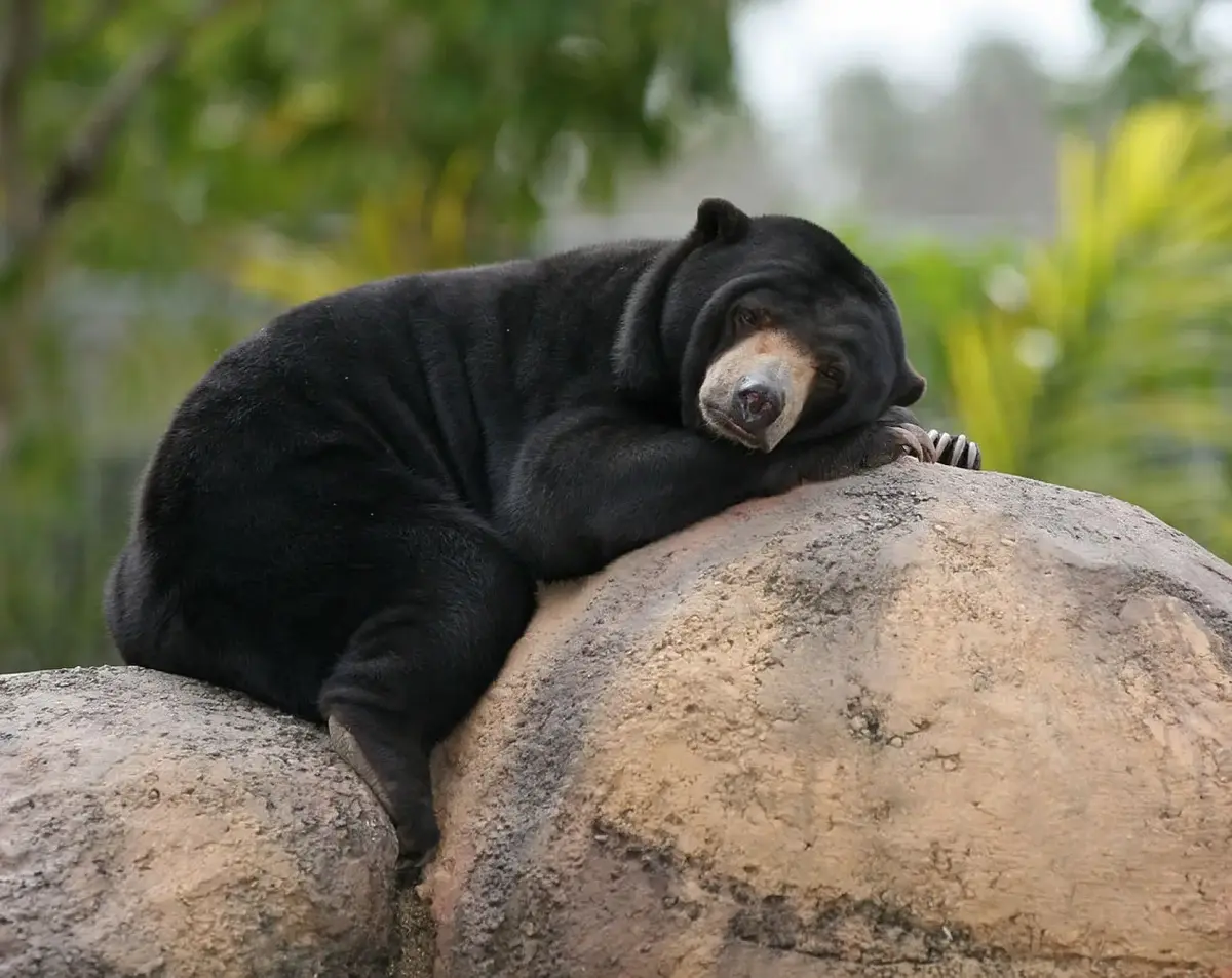 Sun Bear | Animal Kingdom Wiki | Fandom