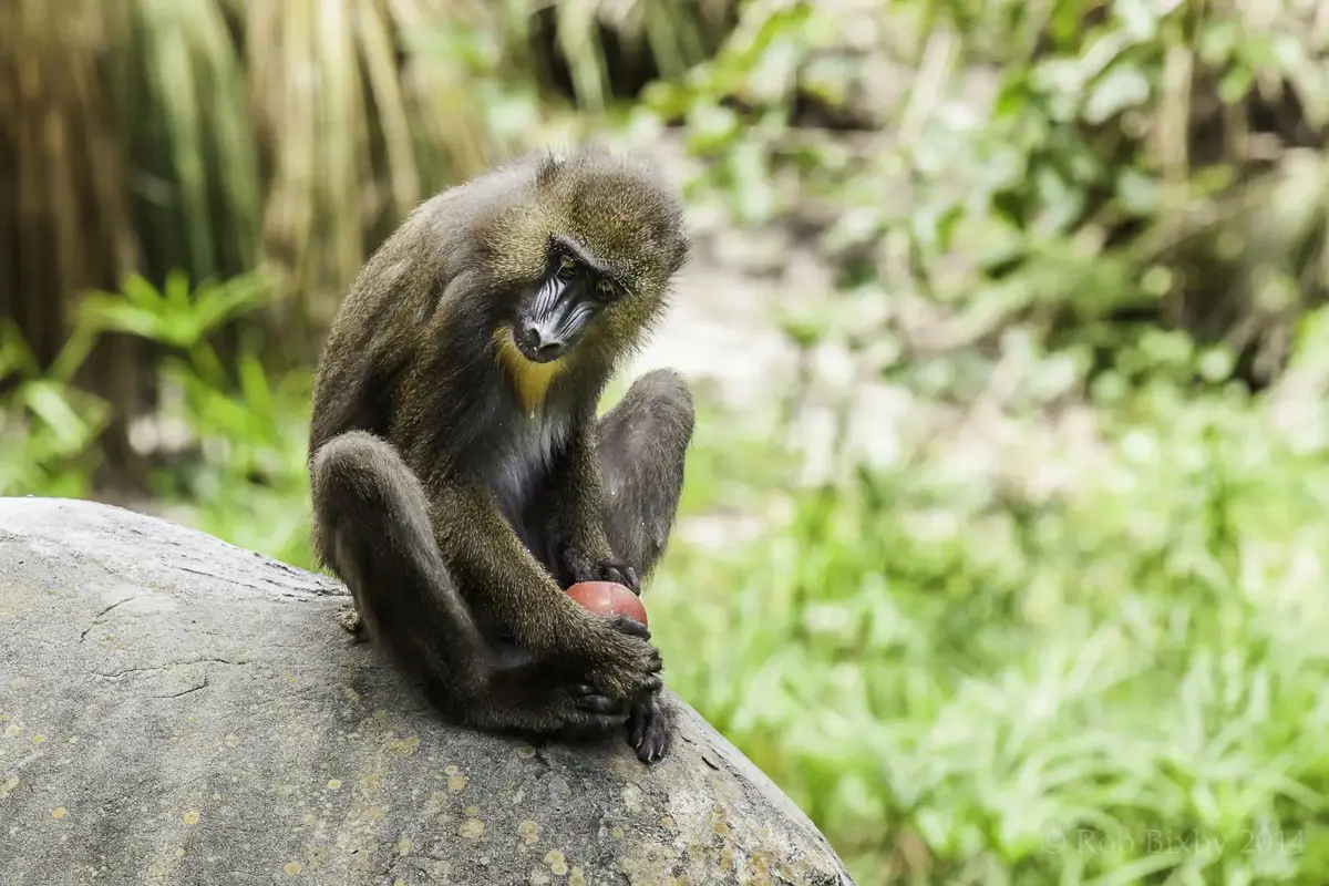Mandrill | Animal Kingdom Wiki | Fandom