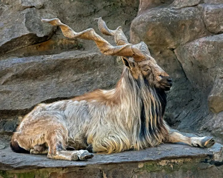 Markhor | Animal Kingdom Wiki | Fandom