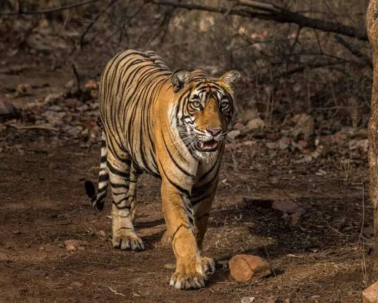 Tiger | Animal Kingdom Wiki | Fandom