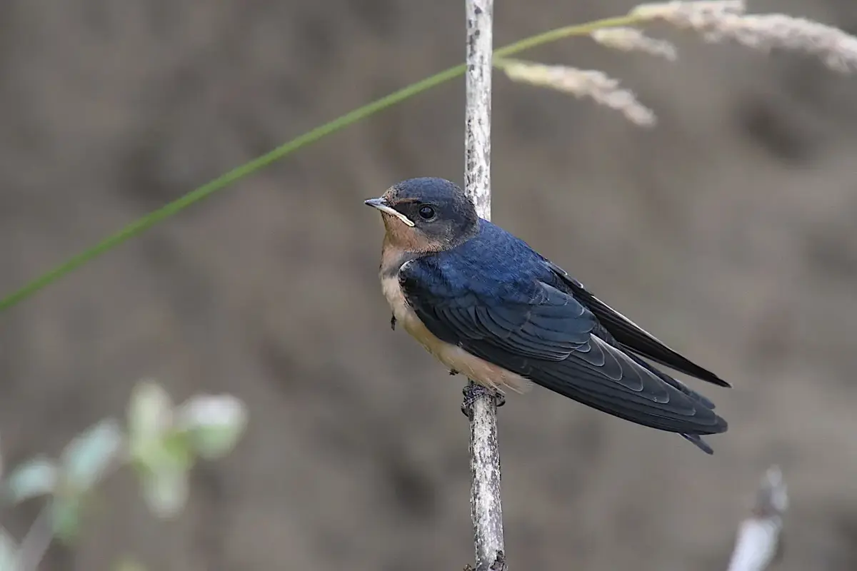 Barn Swallow | Animal Kingdom Wiki | Fandom