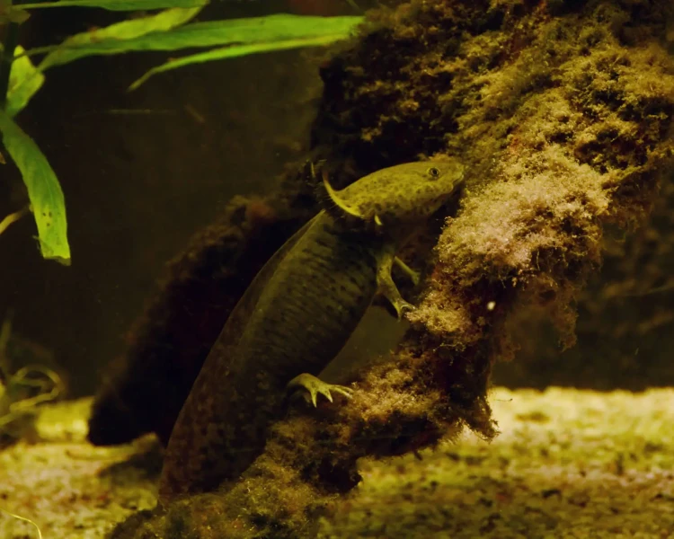 Axolotl | Animal Kingdom Wiki | Fandom