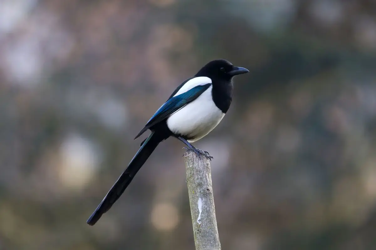 Eurasian Magpie | Animal Kingdom Wiki | Fandom