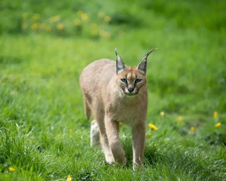 Caracal | Animal Kingdom Wiki | Fandom