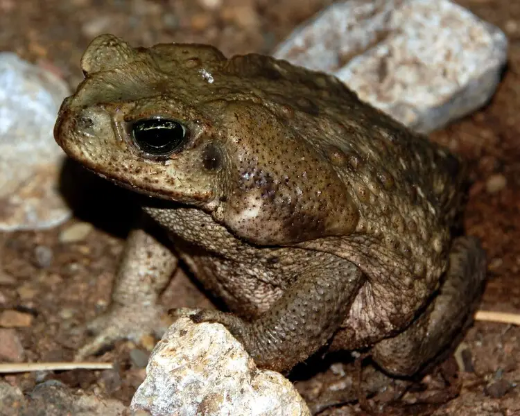 Cane Toad | Animal Kingdom Wiki | Fandom