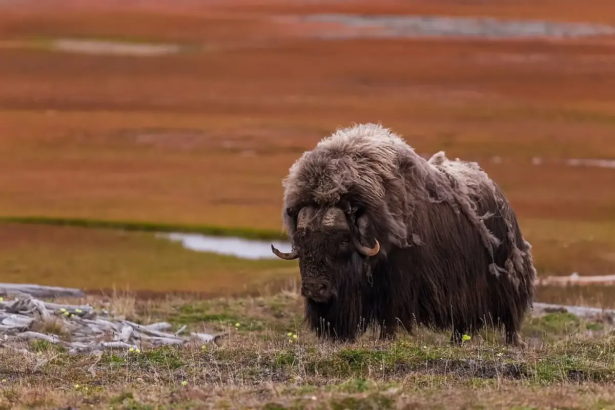 Muskox | Animal Kingdom Wiki | Fandom